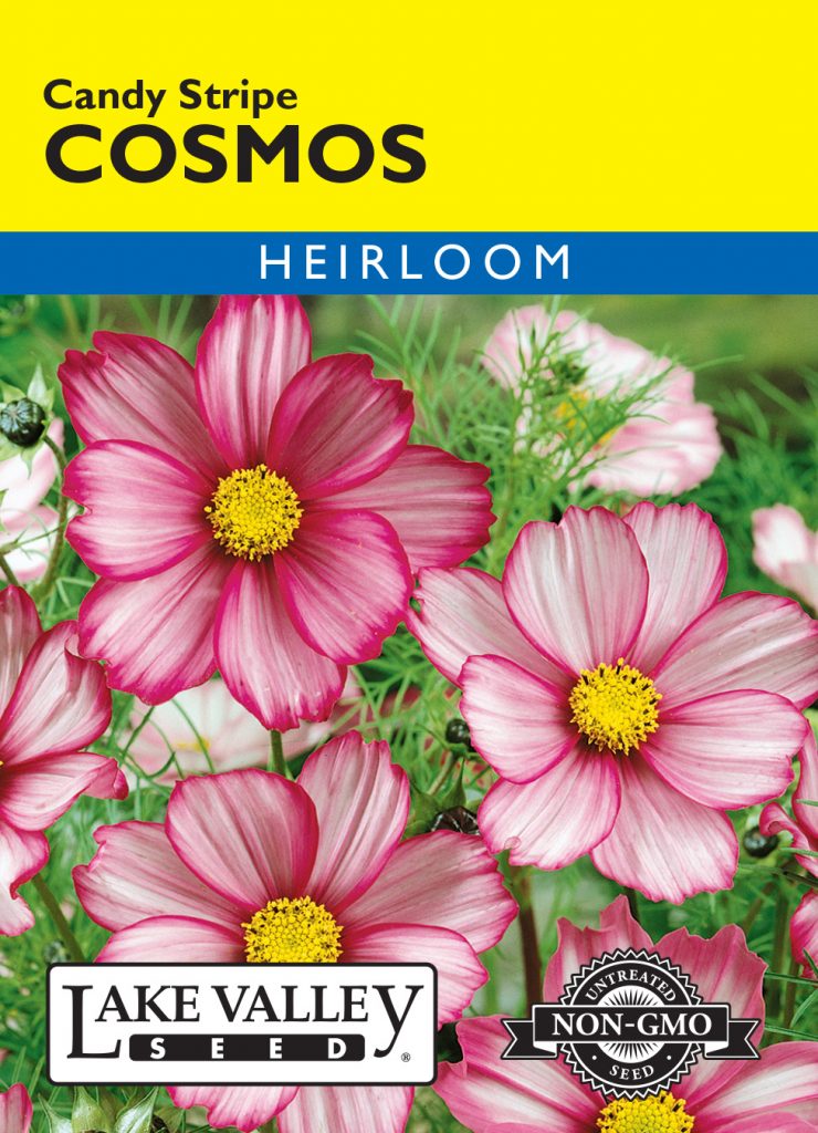 Cosmos Candy Stripe - Item #109 - Lake Valley Seed