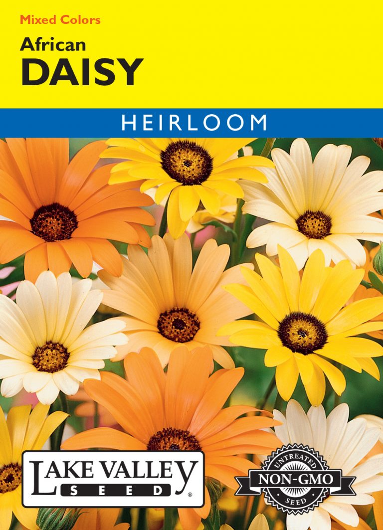 Daisy African Mixed Colors - Item #124 - Lake Valley Seed
