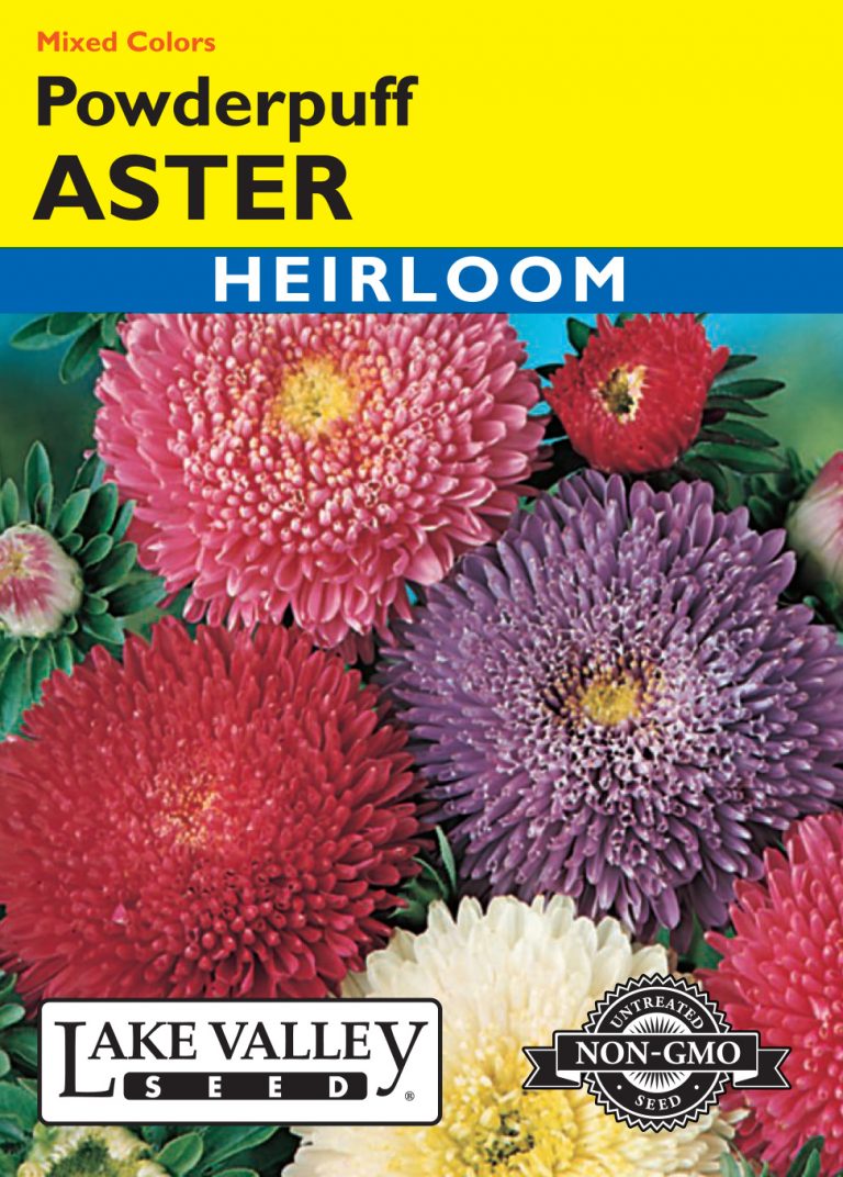 Aster Powderpuff Mixed Colors - Item #13 - Lake Valley Seed