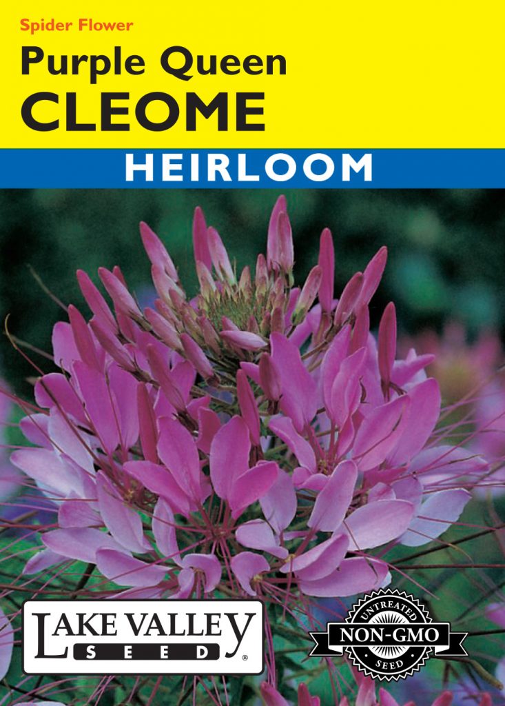 Cleome Queen Mixed Colors - Item #94 - Lake Valley Seed