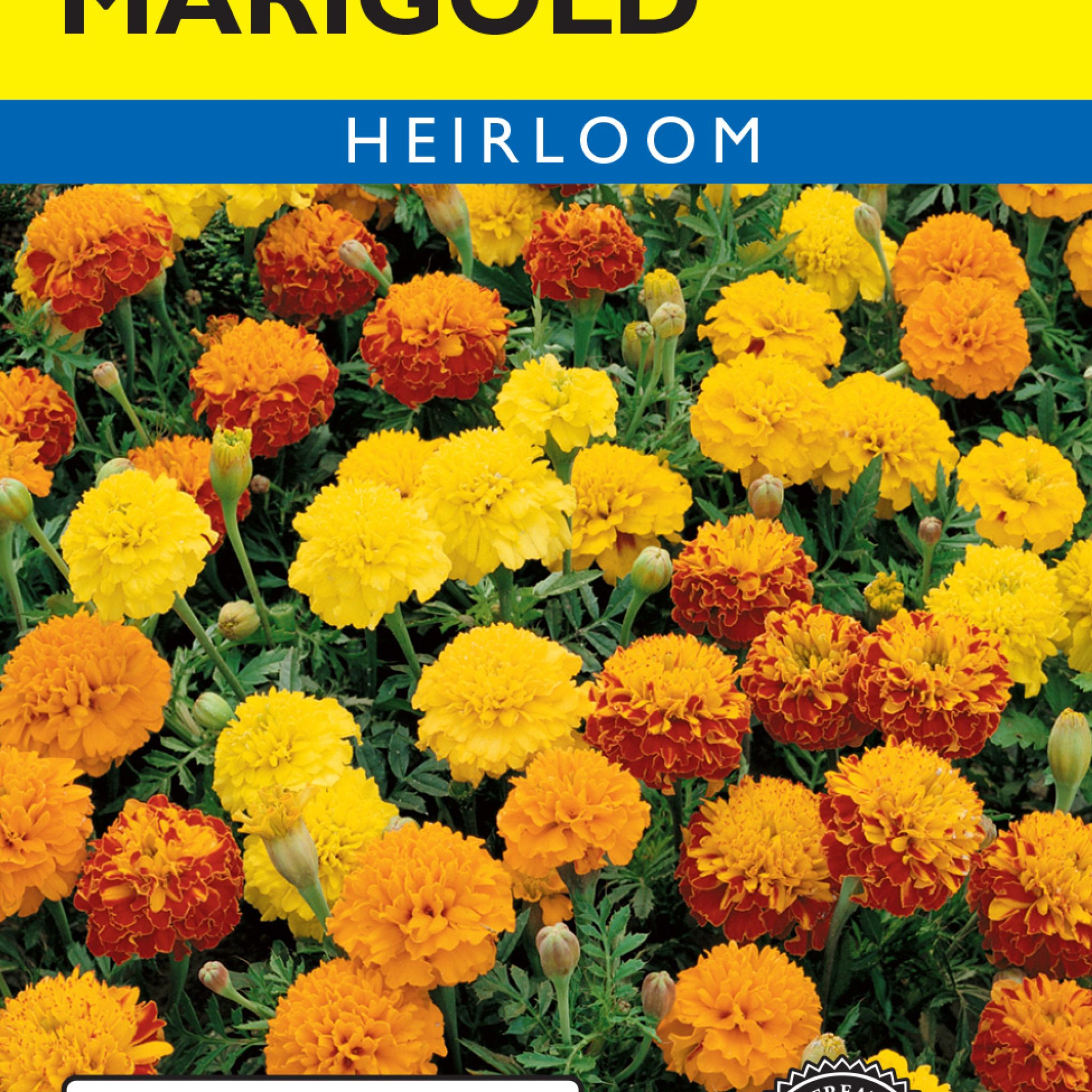 Marigold Sunshine Orange - Item #613 - Lake Valley Seed