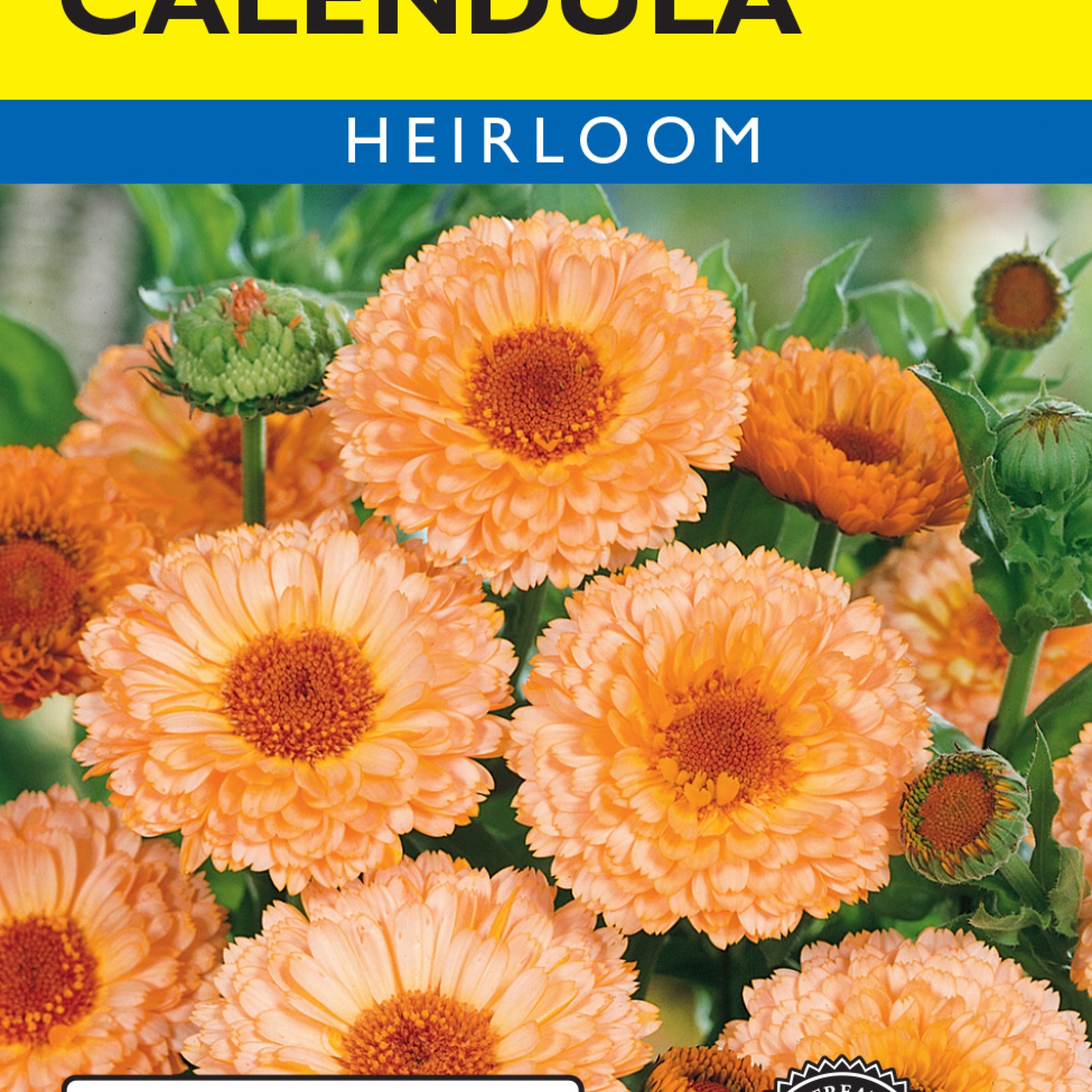 Calendula Pacific Beauty Mixed Colors - Item #63 - Lake Valley Seed
