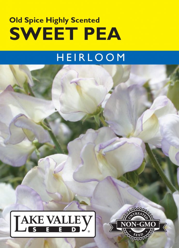 Sweet Pea Old Spice Highly Scented - Item #1945 - Lake Valley Seed