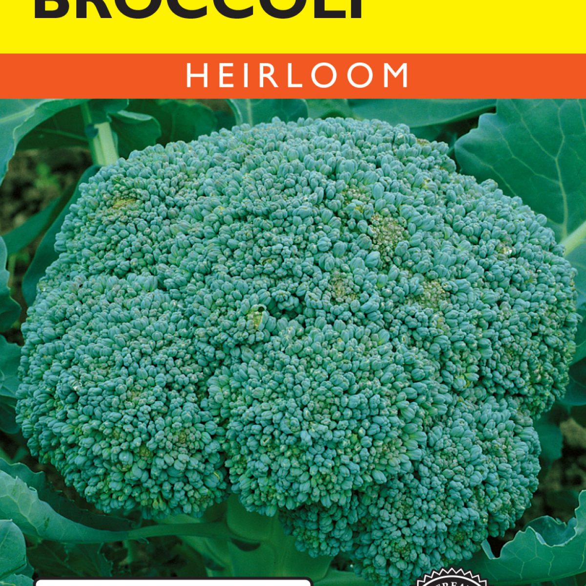 Broccoli Raab Spring (Rapini) - Item #524 - Lake Valley Seed