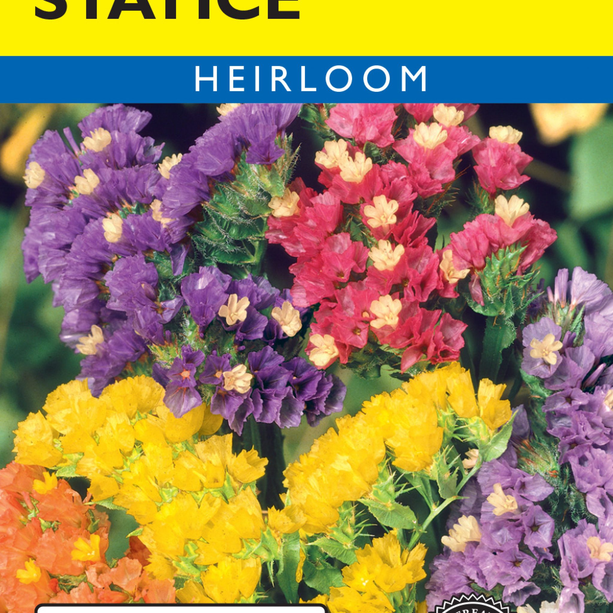 Statice Heavenly Blue - Item #679 - Lake Valley Seed