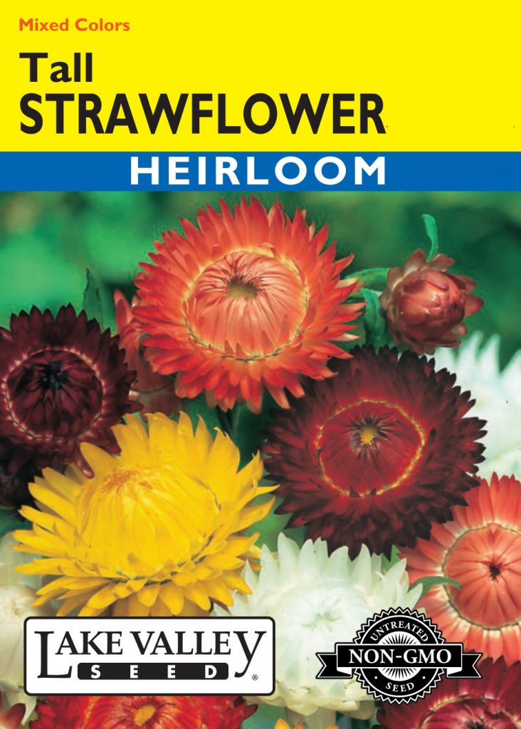 Strawflower Tall Mixed Colors - Item #289 - Lake Valley Seed