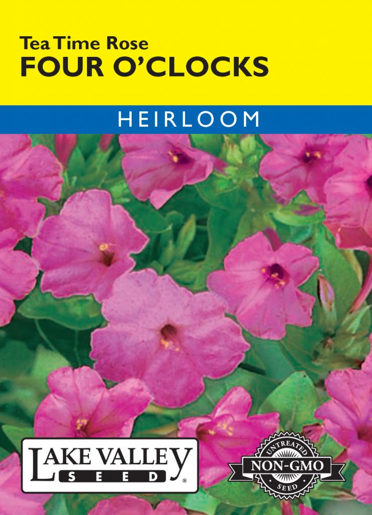 Four O'Clocks Tea Time Rose - Item #3468 - Lake Valley Seed