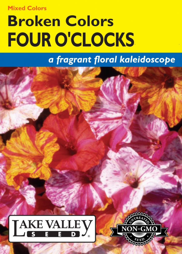 Four O'Clocks Broken Colors Mixed Colors - Item #4490 - Lake Valley Seed