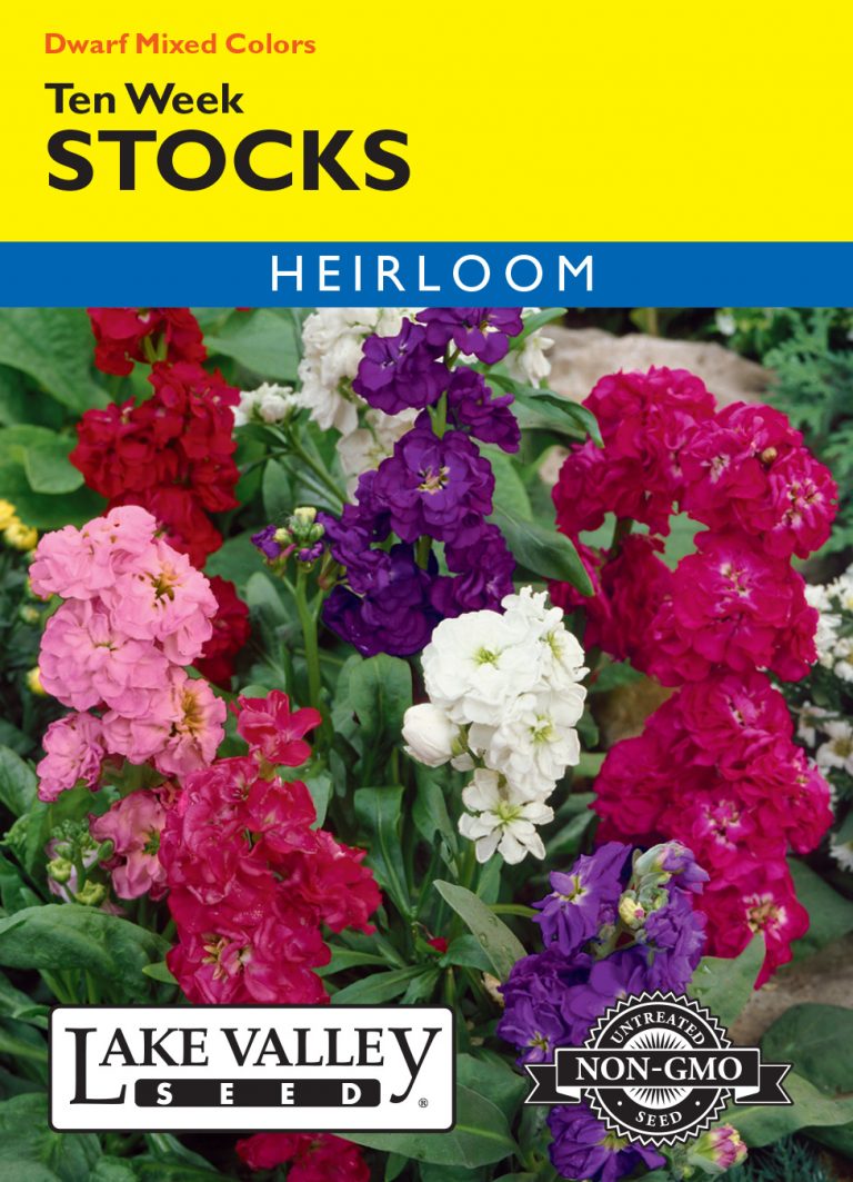 Stocks Ten Week Dwarf Mixed Colors - Item #462 - Lake Valley Seed