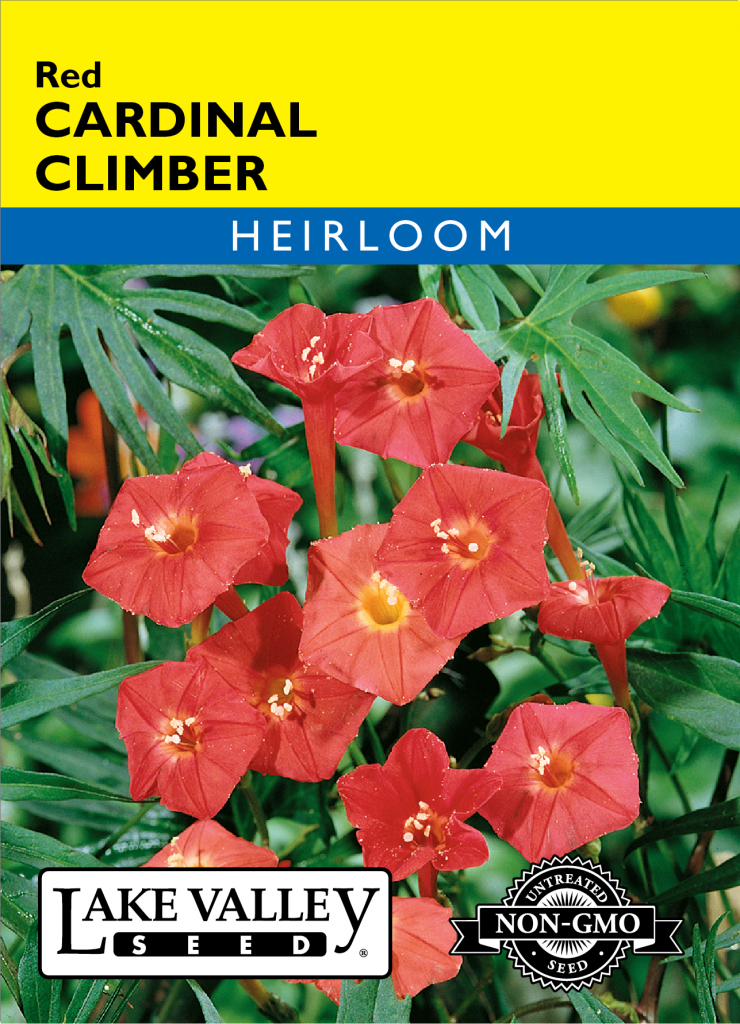 Cardinal Climber - Item #599 - Lake Valley Seed