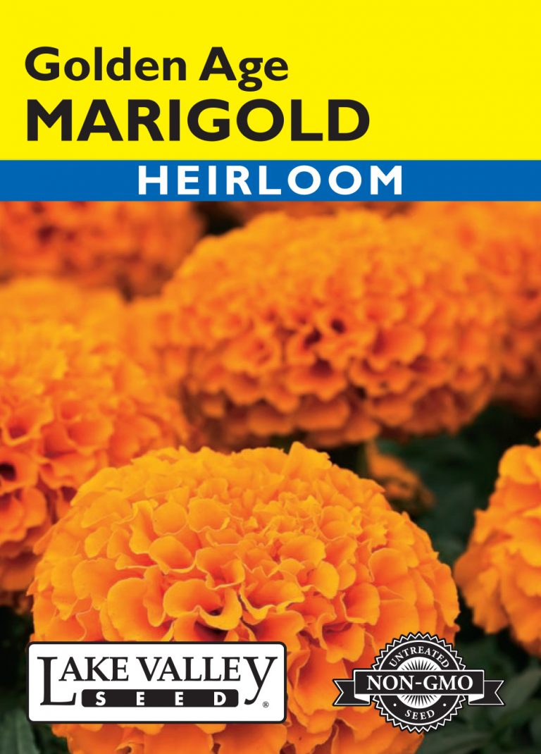Marigold Golden Age Light Orange - Item #612 - Lake Valley Seed