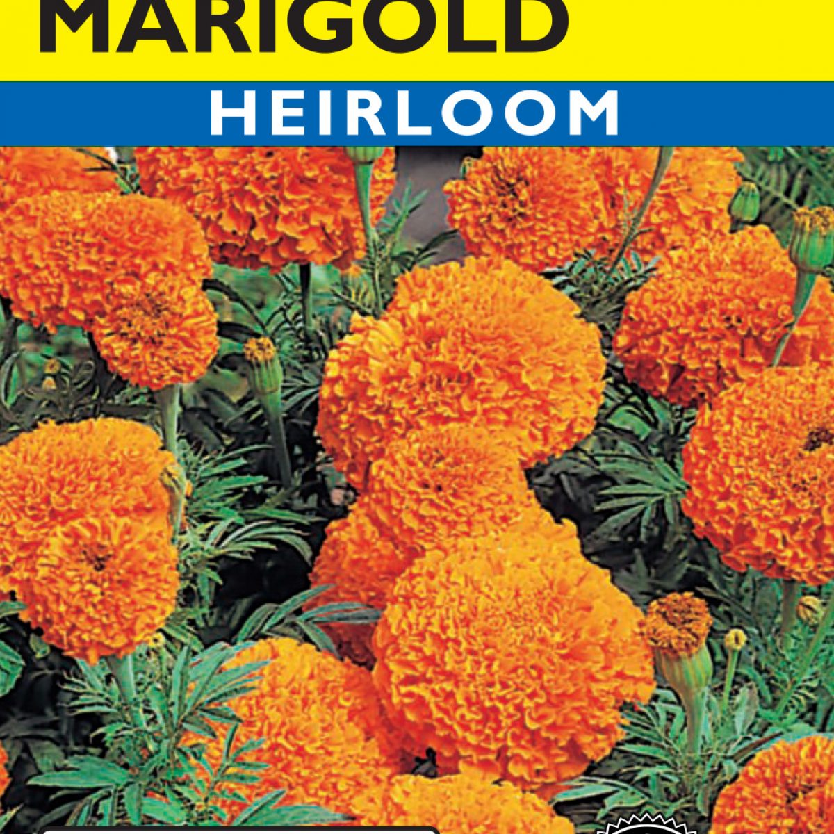 Marigold Tangerine Gem - Item #188 - Lake Valley Seed