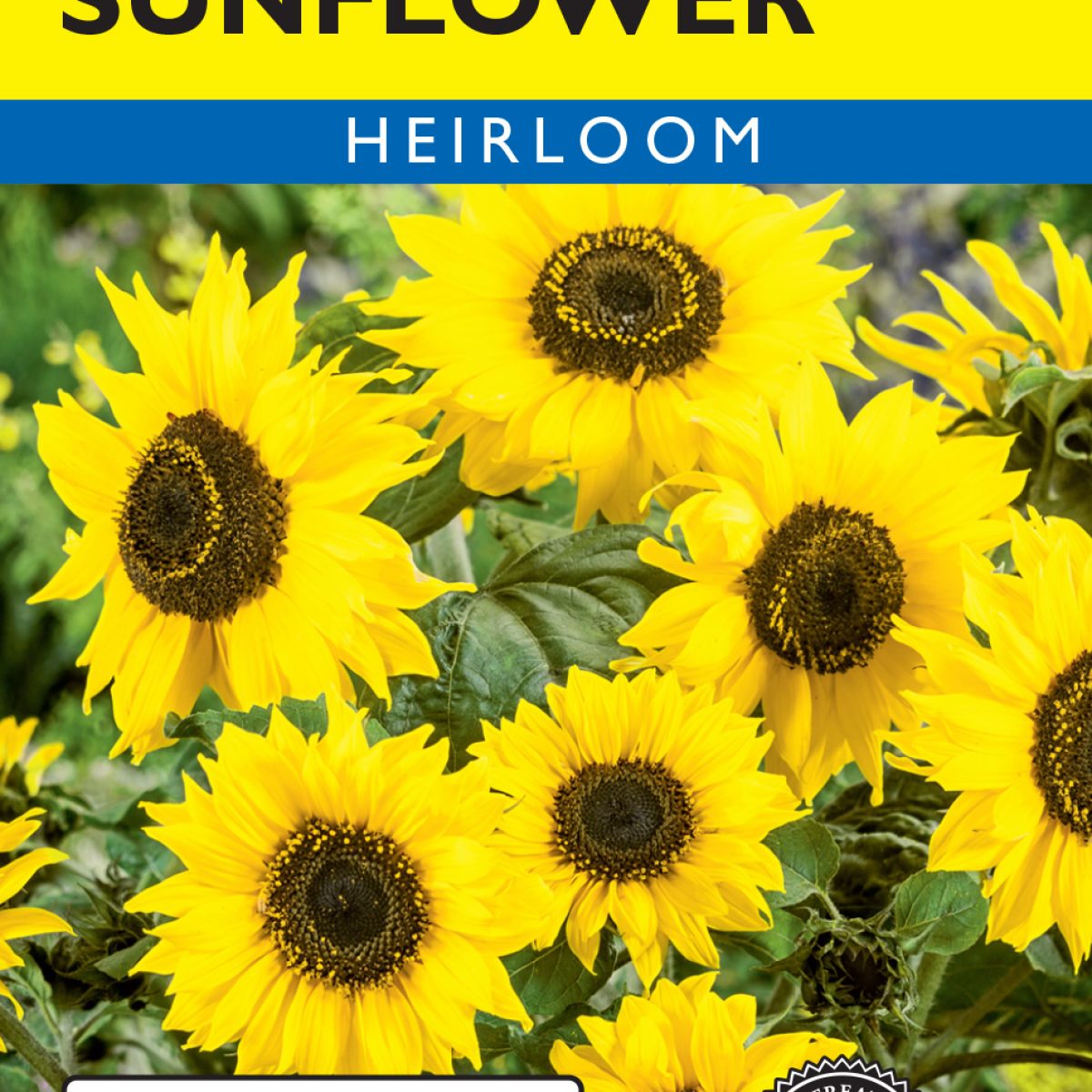 Sunflower Soraya Hybrid - Item #4496 - Lake Valley Seed
