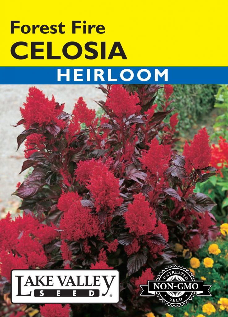 Celosia Forest Fire - Item #79 - Lake Valley Seed