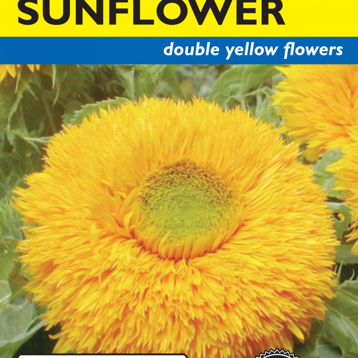 Sunflower Evening Sun Mixed Colors - Item #642 - Lake Valley Seed