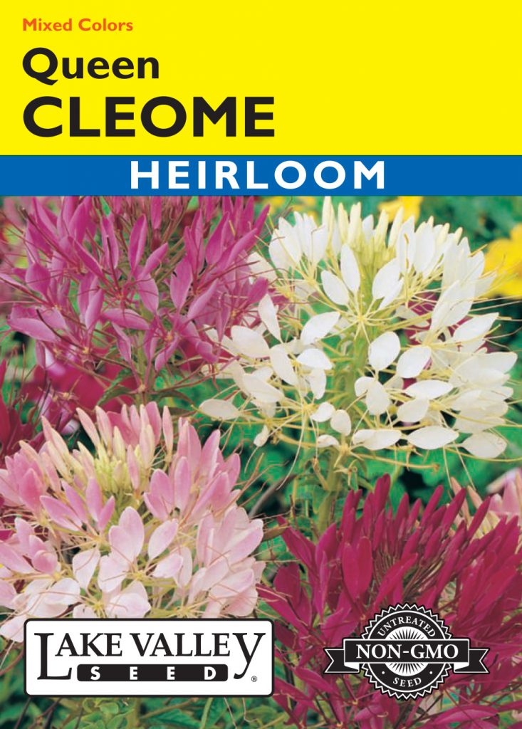 Cleome Queen Mixed Colors - Item #94 - Lake Valley Seed