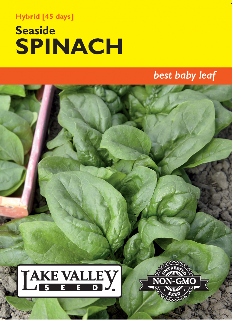 Spinach Seaside- Item #4720 - Lake Valley Seed